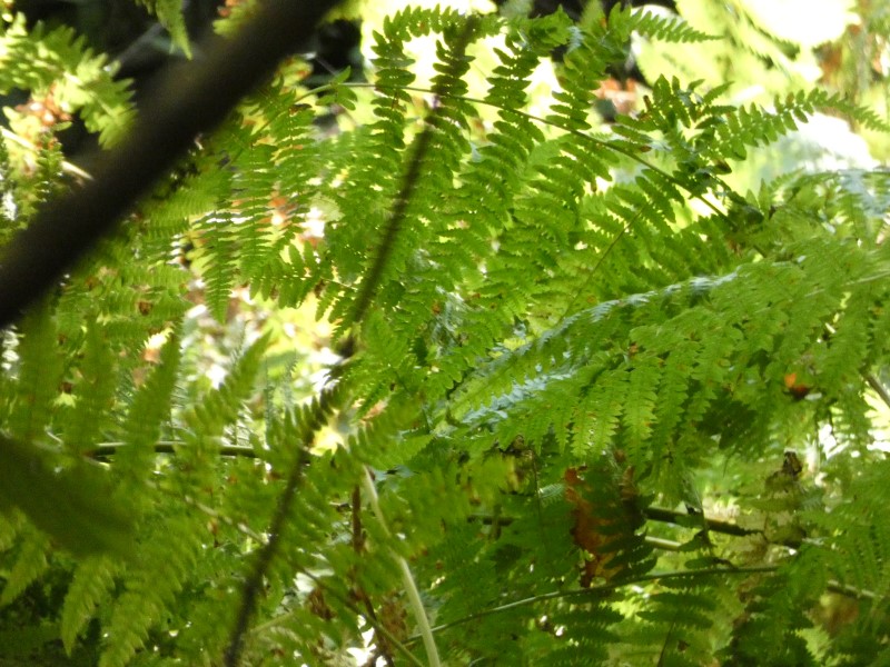 Permakulturni princip života - Rtanjski Vrt