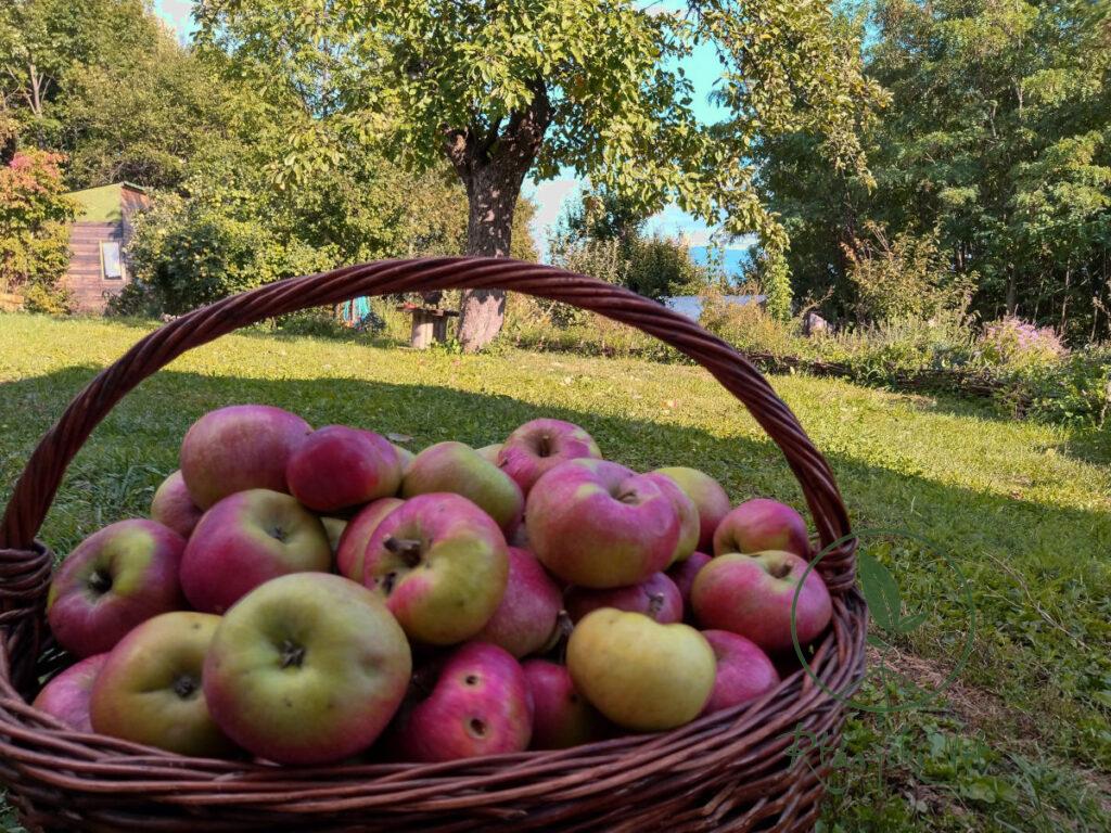 Sadnja Voćnih vrsta u permakulturnoj šumi hrane - Rtanjski Vrt
