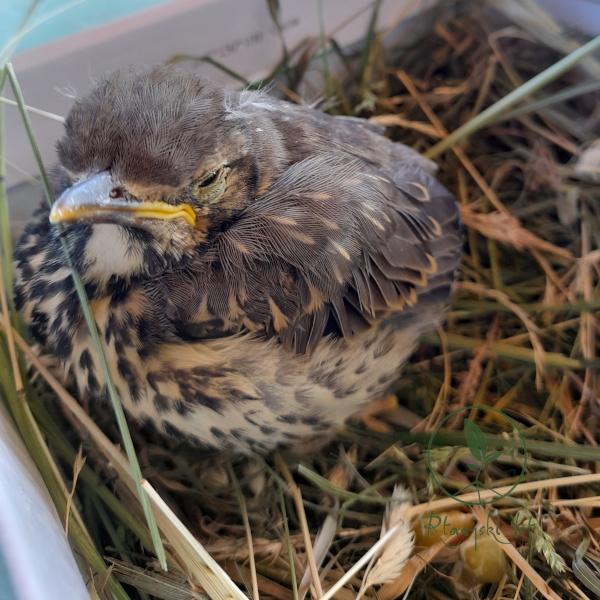 Biljke i Životinje u permakulturnom okruženju - Rtanjski Vrt